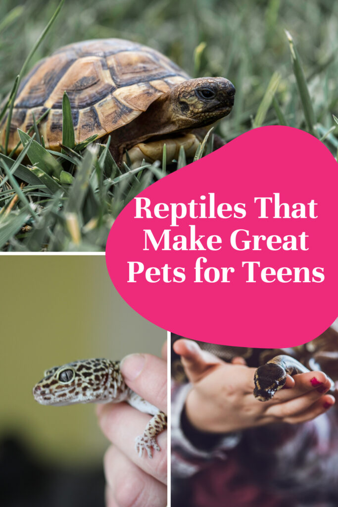 23 Good Pets for Teenager to Consider - momma teen